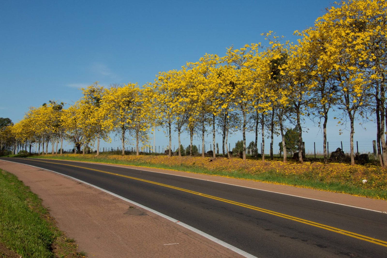 Ip amarelo A Cor Dourada Do Brasil Apremavi Ip amarelo A Cor Dourada Do Brasil Apremavi