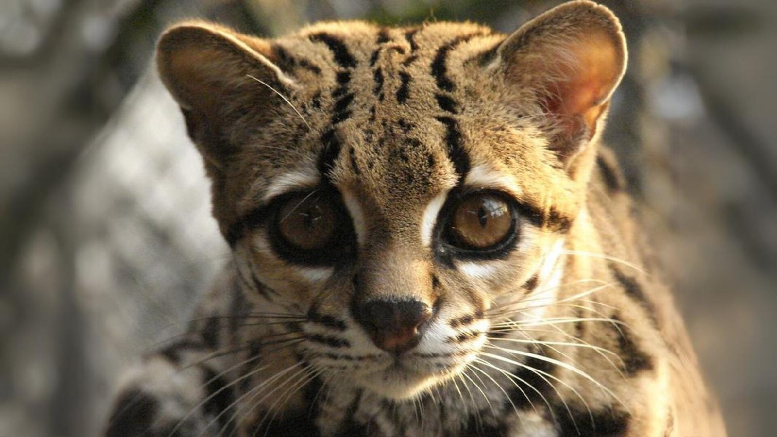 Gato-maracajá: o rei da floresta em pé • Apremavi