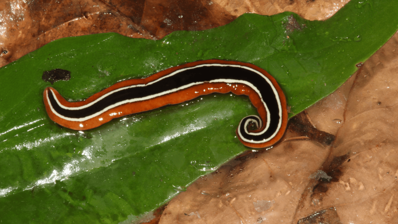 Darwin, Evolução Biológica e a Mata Atlântica • Apremavi